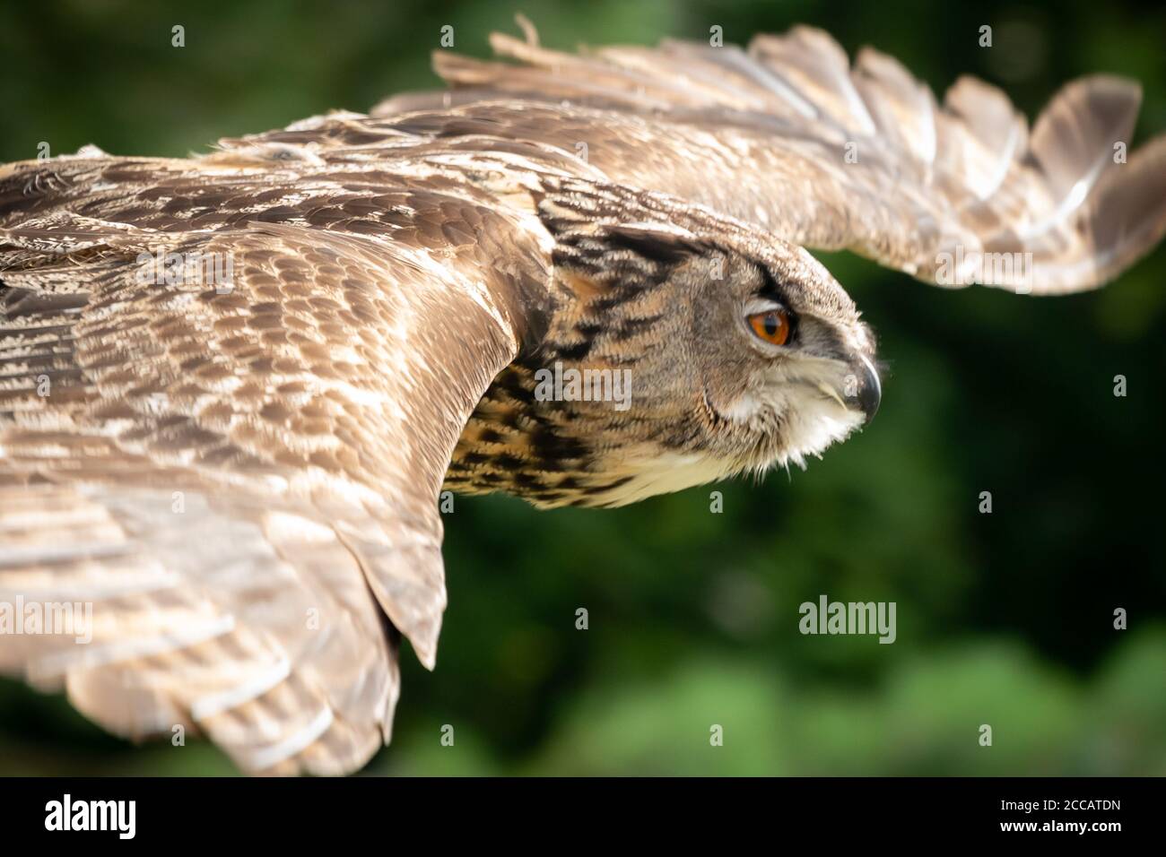 Eagling hi-res stock photography and images - Alamy