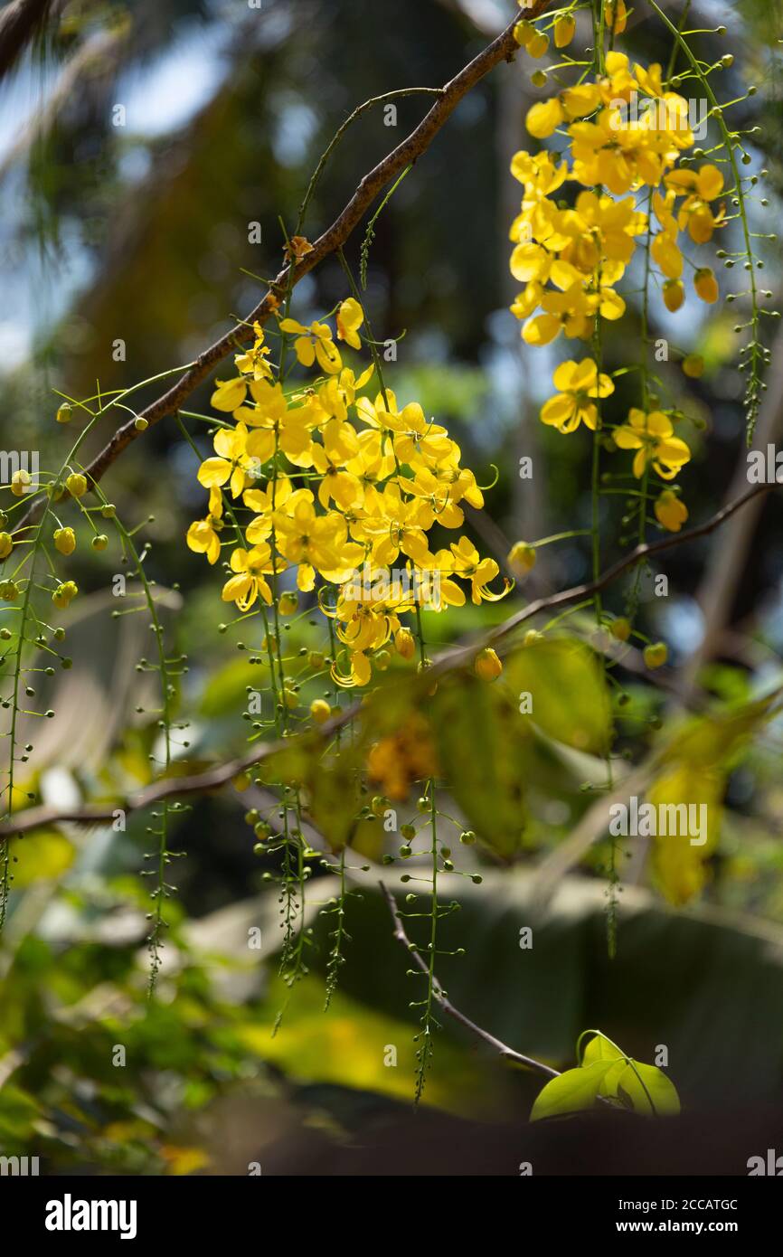 Konna poovu hi-res stock photography and images - Alamy