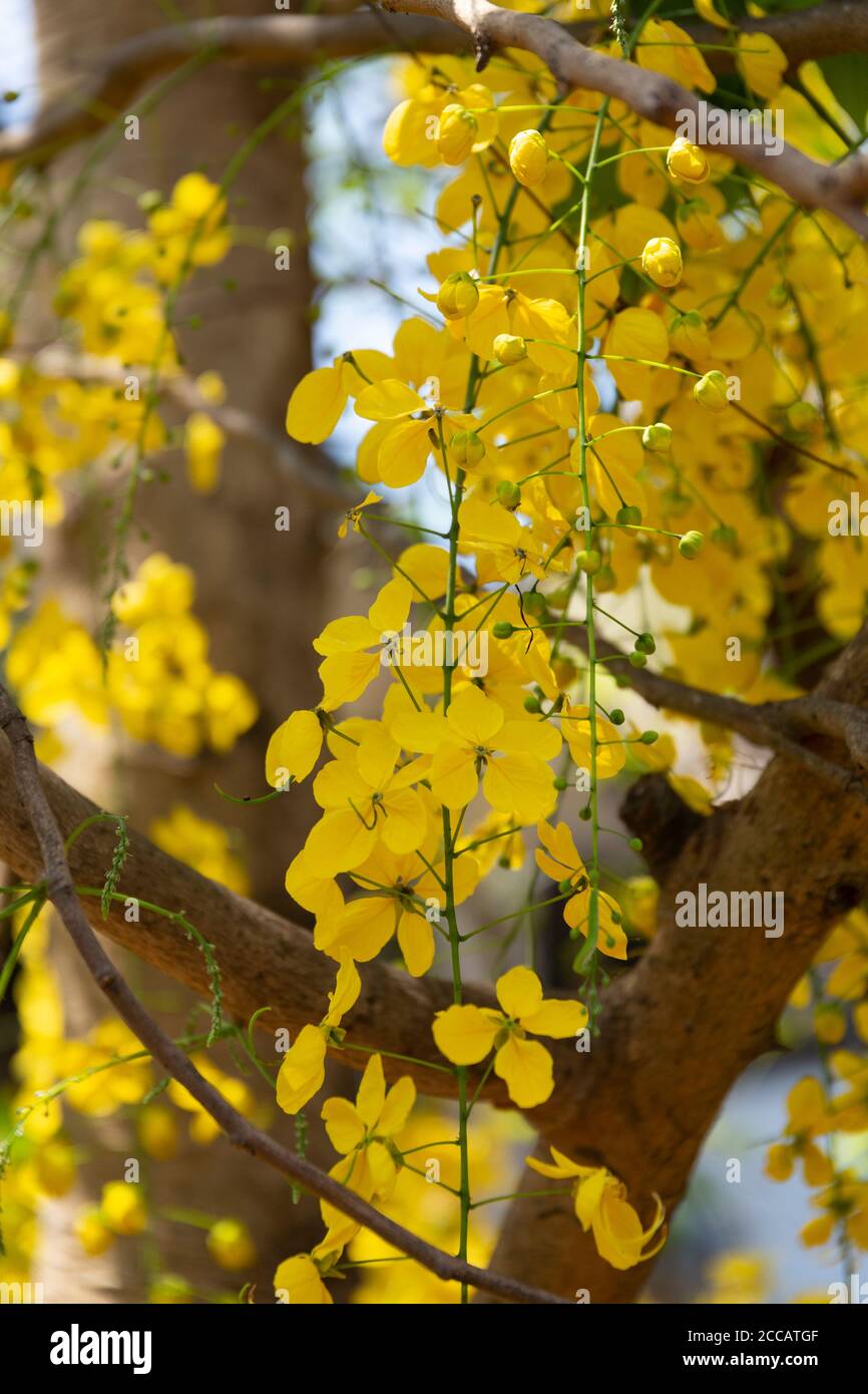 Kanikonna hi-res stock photography and images - Alamy