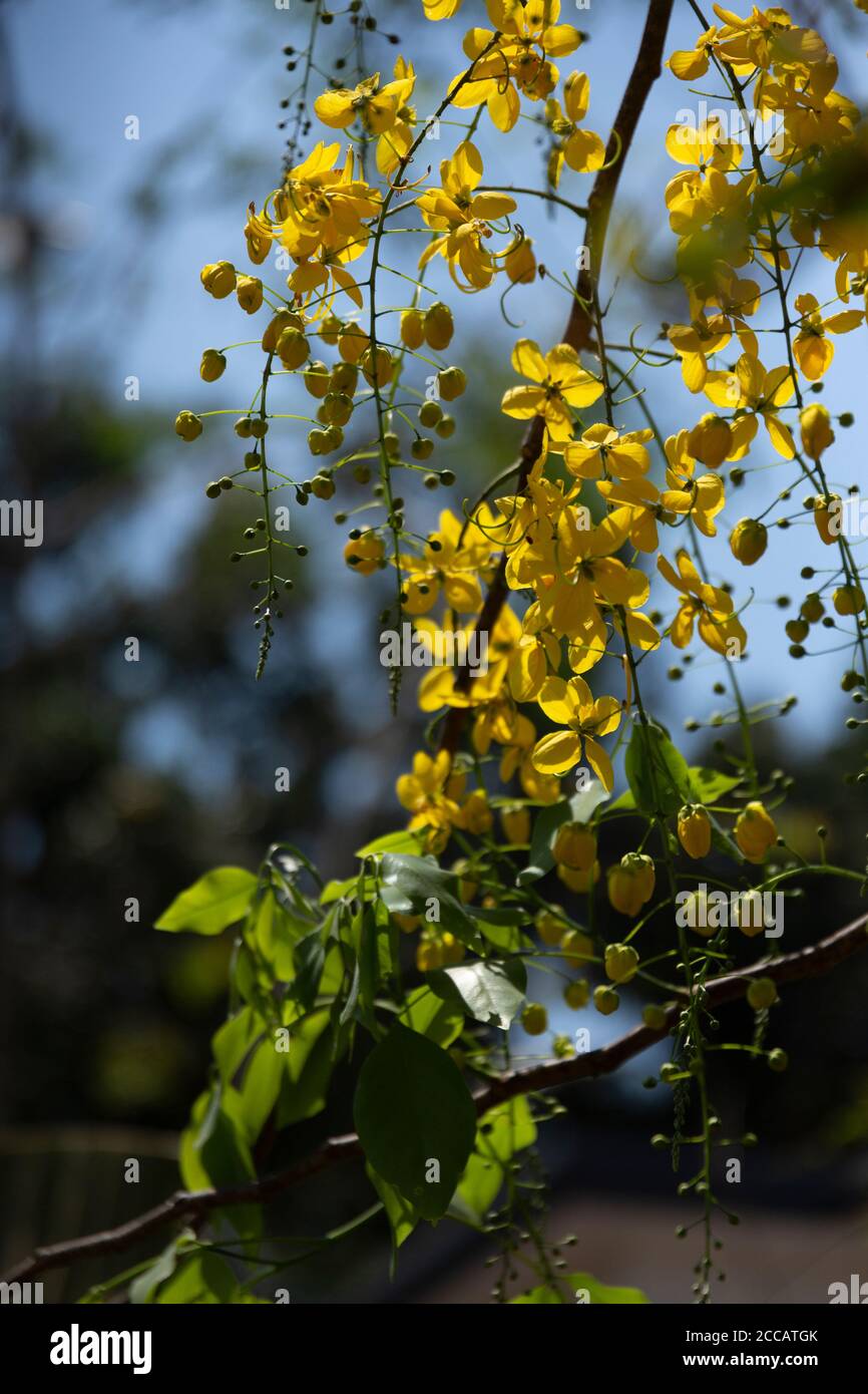 Kani konna poovu hi-res stock photography and images - Alamy