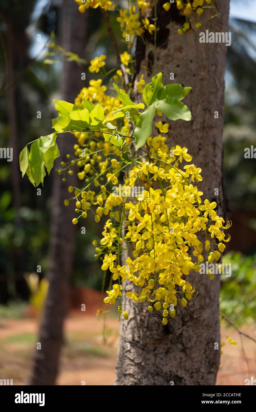 Kanikonna hi-res stock photography and images - Alamy