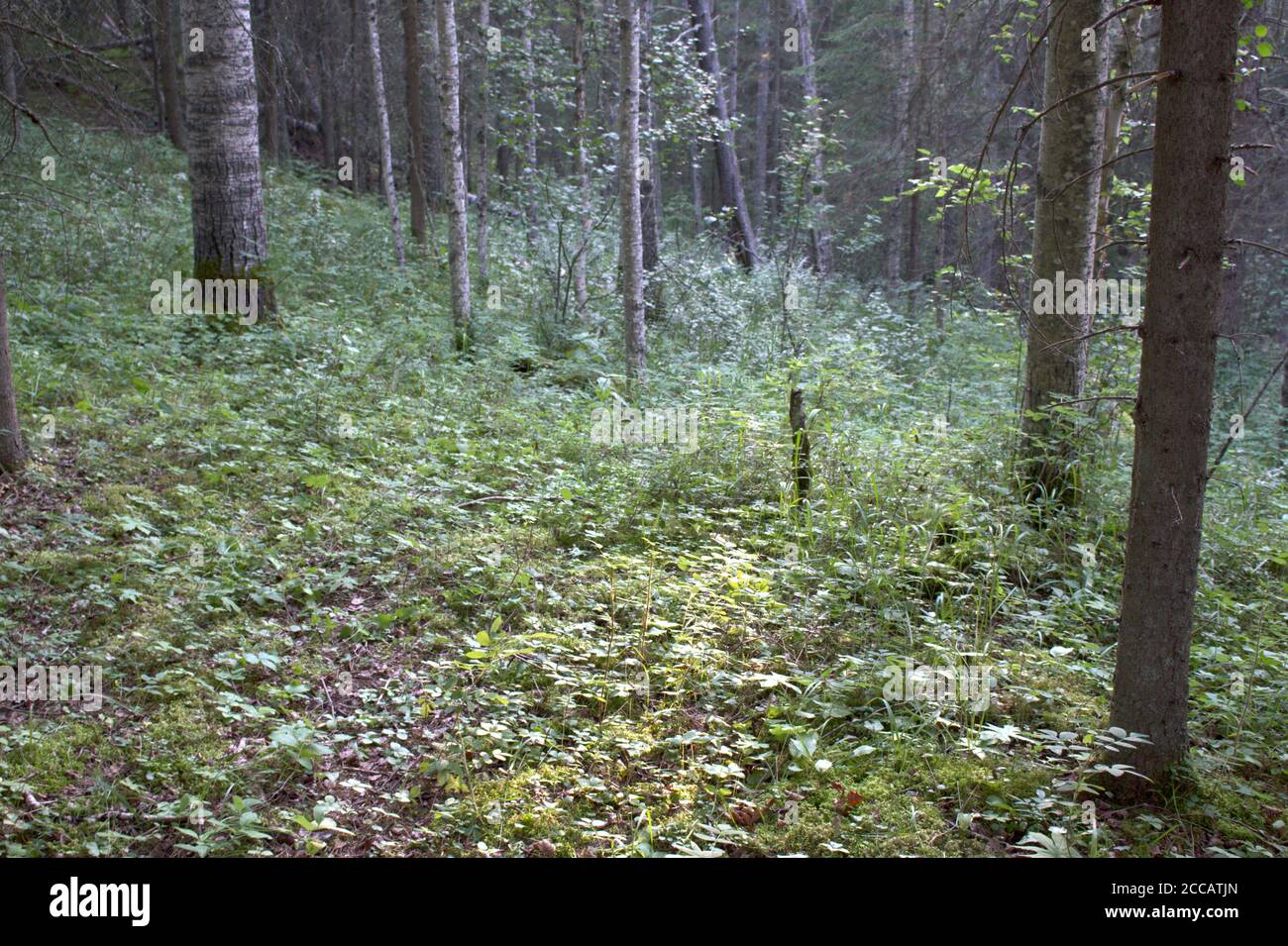 Ground dirt forest hi-res stock photography and images - Alamy