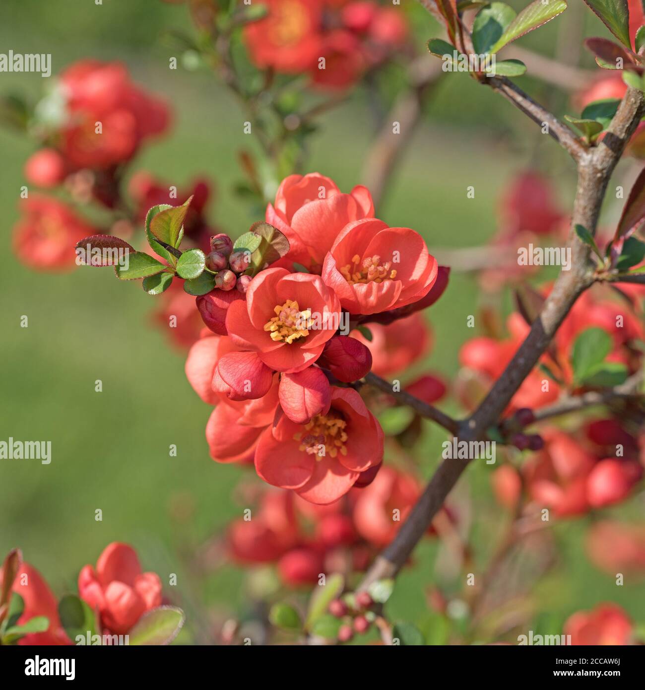 Flowering ornamental quince, Chaenomeles, in red Stock Photo - Alamy