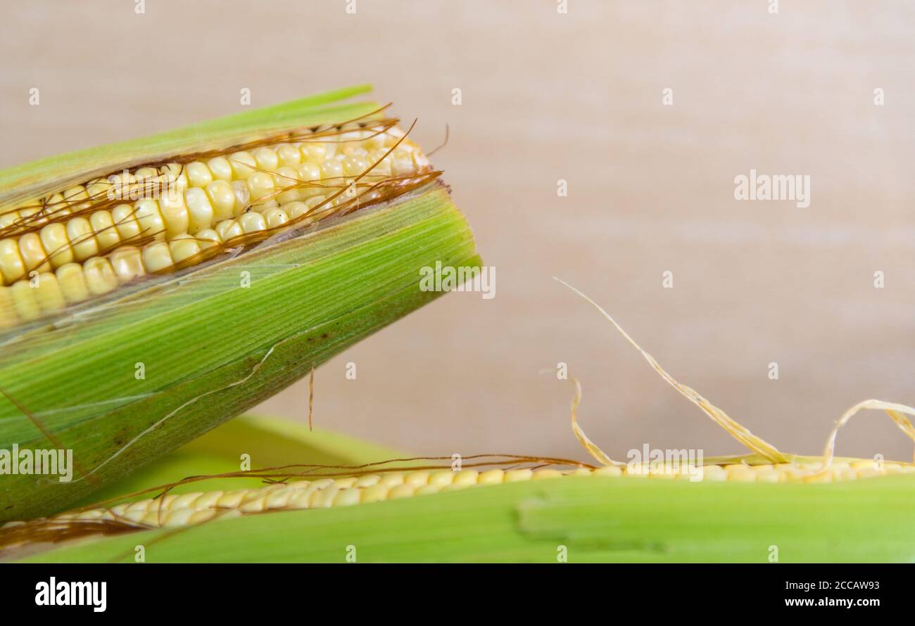 Ears of green corn. Brazilian culinary delicacy. Maize prepared for ...