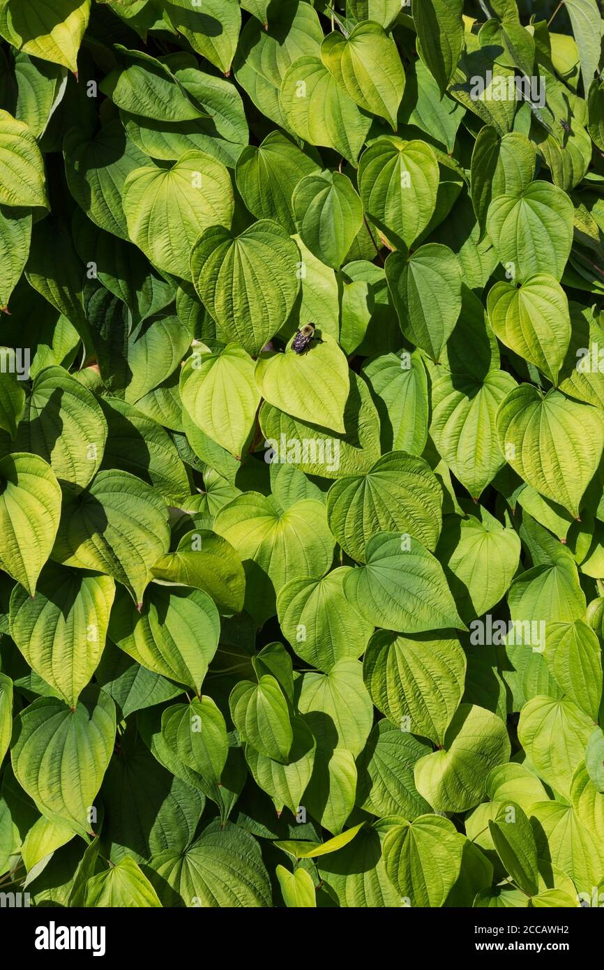 Large Bombus - Bumblebee on Clematis 'Cote d'Azur' climbing plants ...