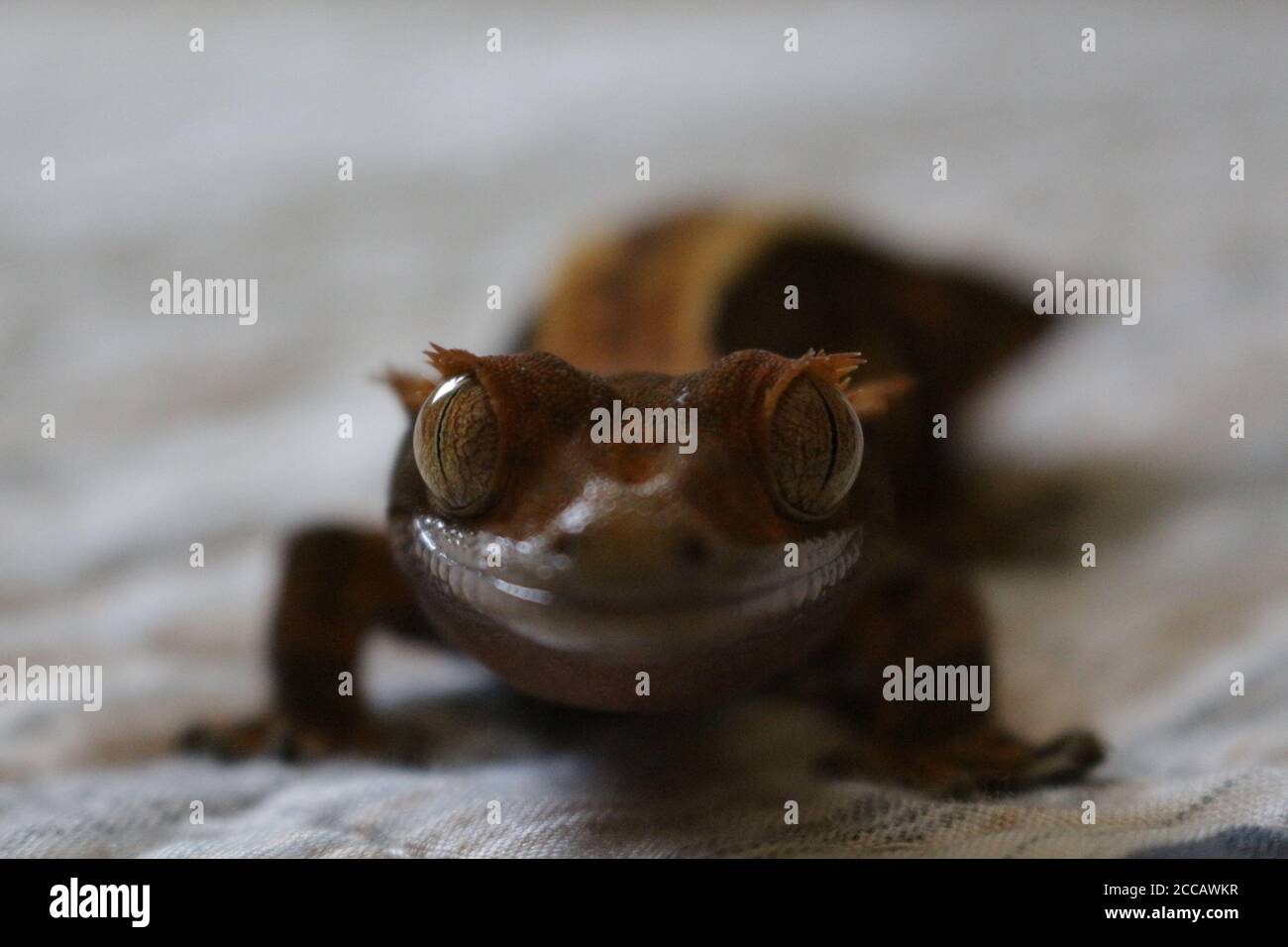 Staring lizard hi-res stock photography and images - Alamy
