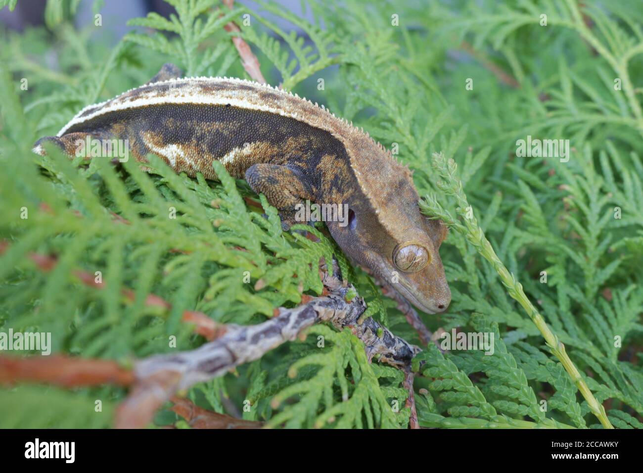 Crested Gecko on Tree Branch Stock Photo - Alamy