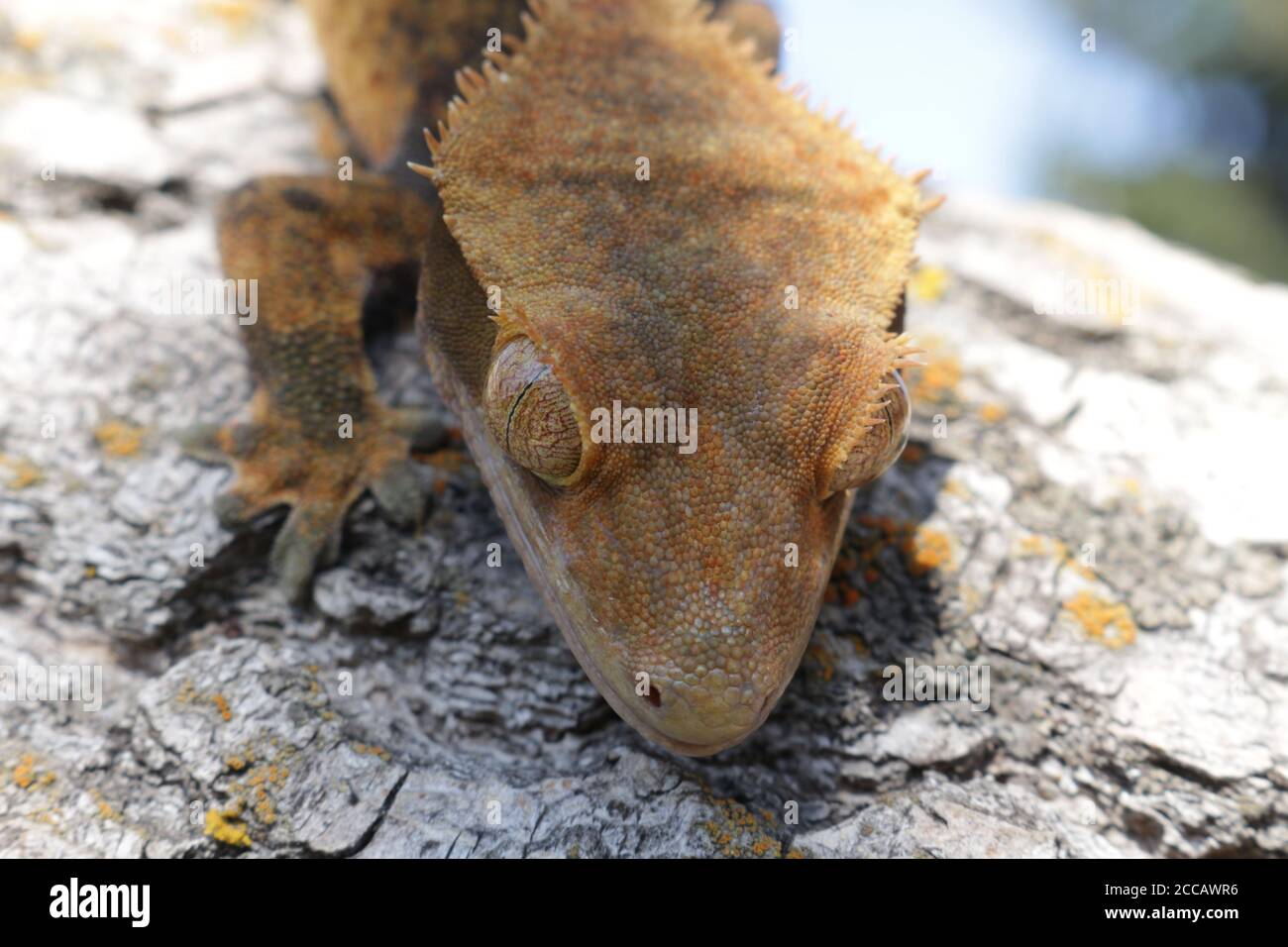 Crested Gecko on Tree Stock Photo - Alamy