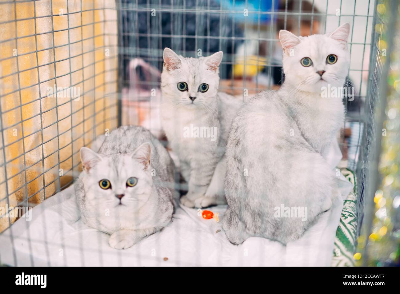 Exhibition or fair cats. Cats in the cage Stock Photo - Alamy