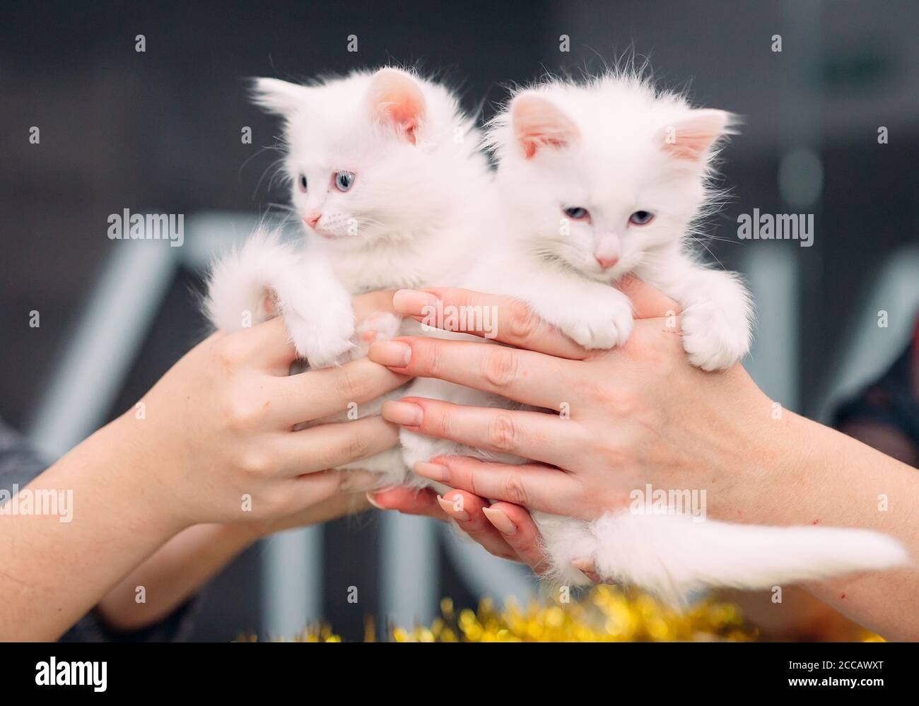 Purebred cat exhibition hi-res stock photography and images - Alamy