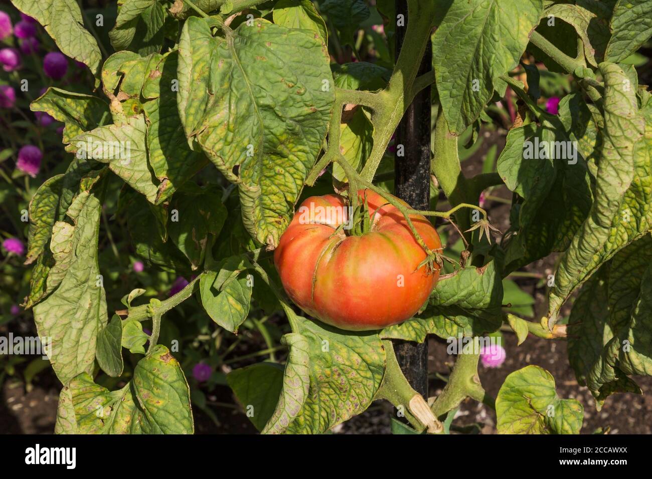Brandywine tomato hi-res stock photography and images - Alamy