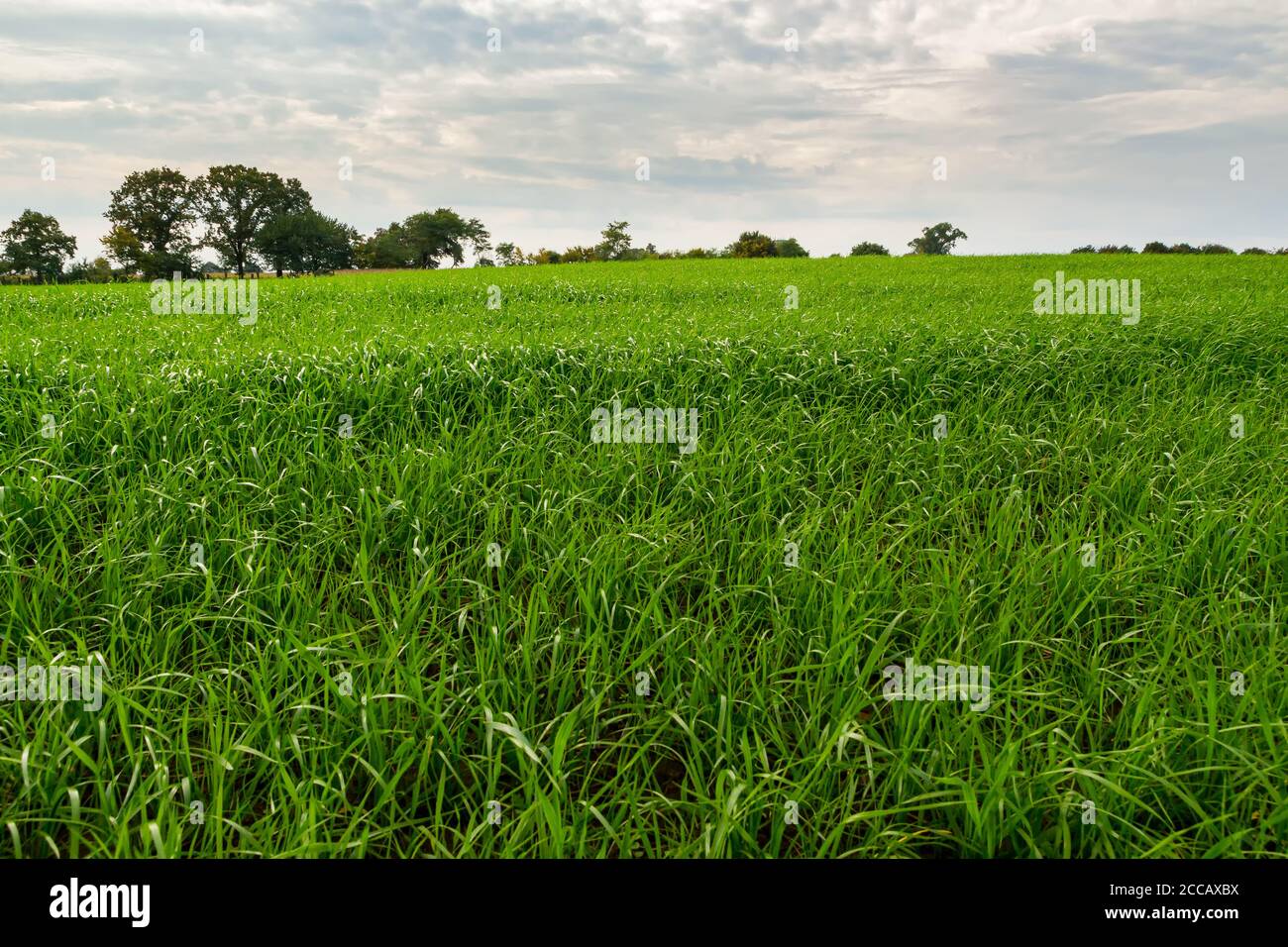 Vibrant green empty meadow with tree line under cloudy sky in Flanders ...