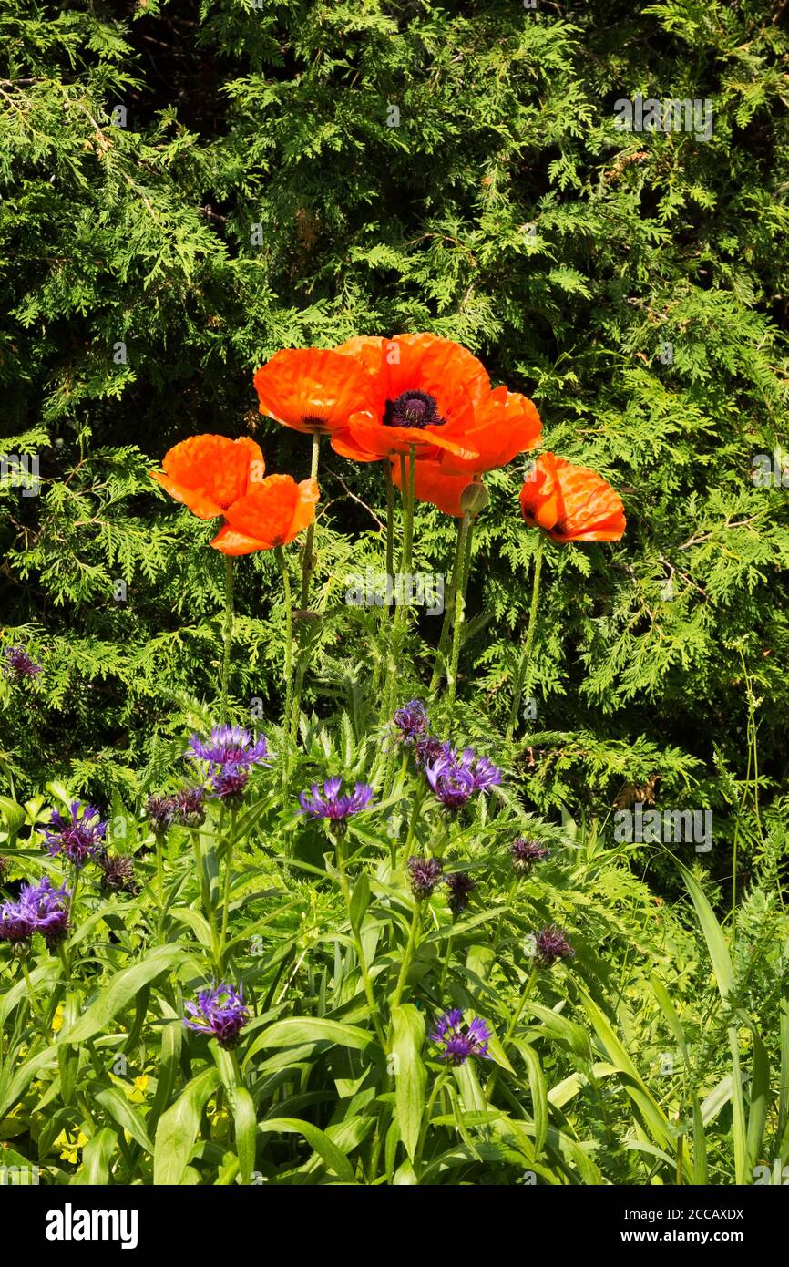 Orange Papaver orientale - Oriental Poppy flowers bordered by Thuja ...