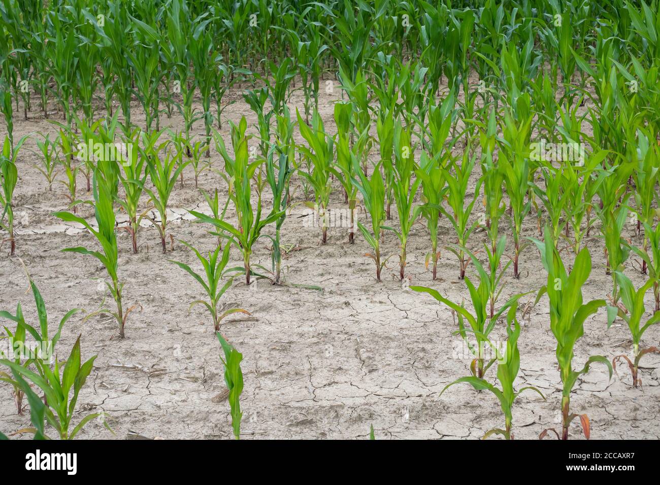 Maize growing desert hi-res stock photography and images - Alamy
