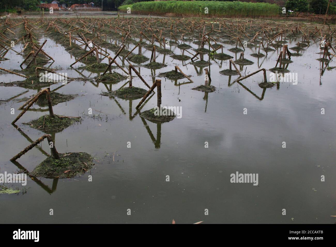 Flood water deluges crop fields and sweeps all the crops with water at ...