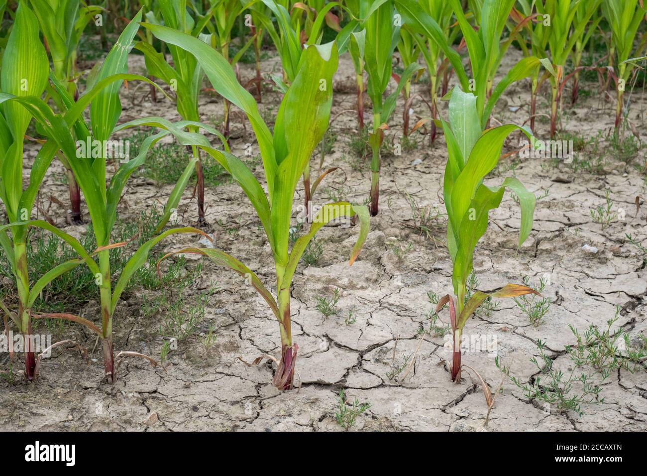 Bad corn harvest. Corn field with very dry soil Stock Photo - Alamy
