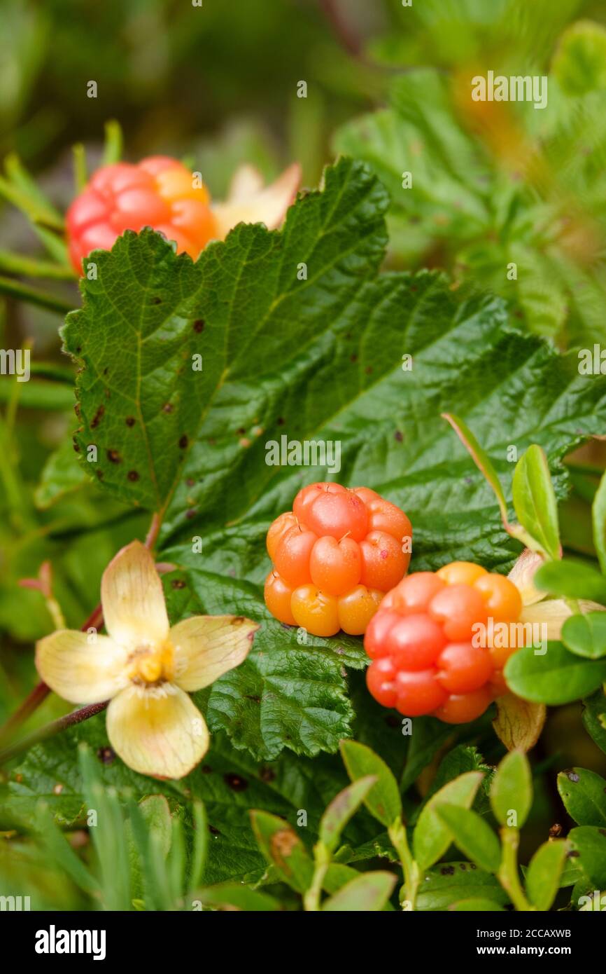 Cloudberry berries hi-res stock photography and images - Alamy