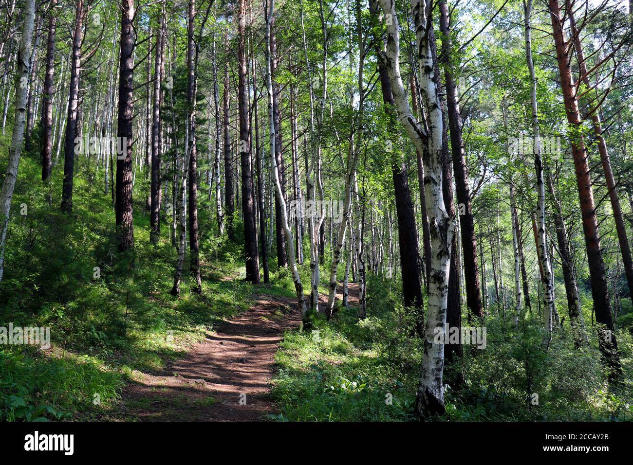 Russia siberia birch birch tree hi-res stock photography and images - Alamy