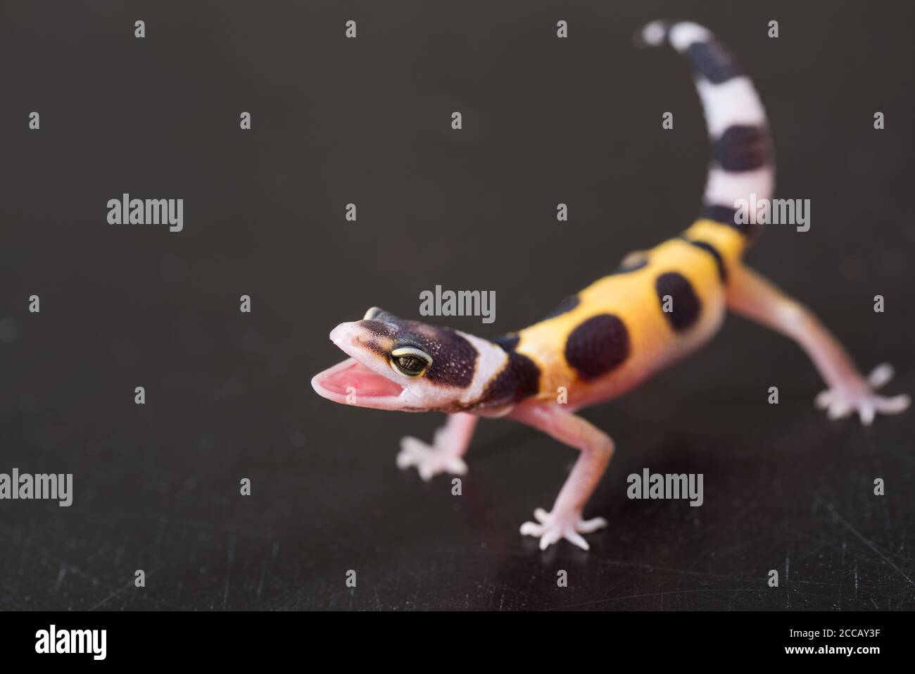 A cute leopard gecko stands in a defensive posture. Little lizard ...