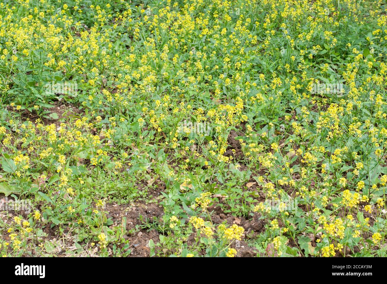 Sinapis Alba Seed High Resolution Stock Photography and Images - Alamy