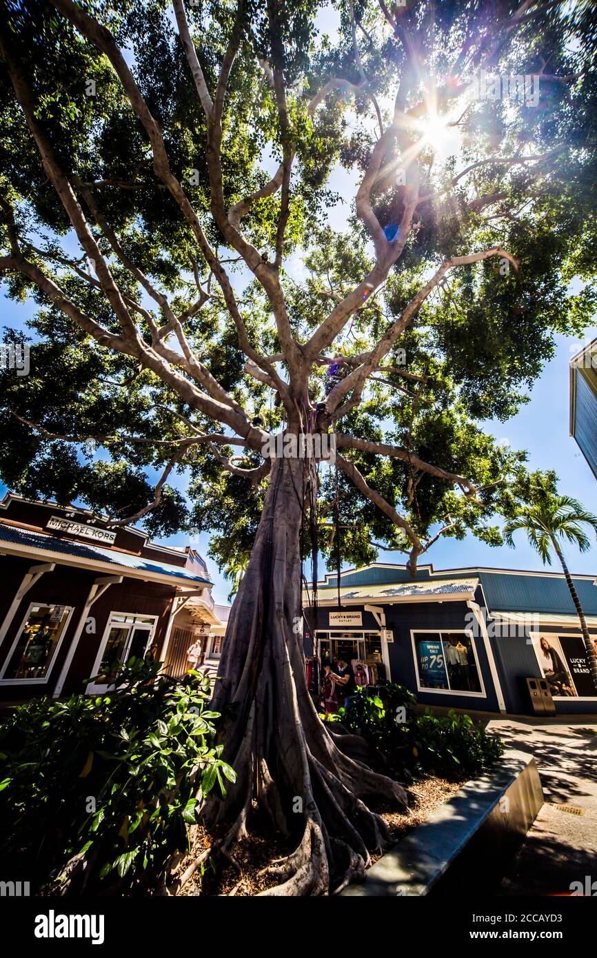 Lahaina banyan court hi-res stock photography and images - Alamy