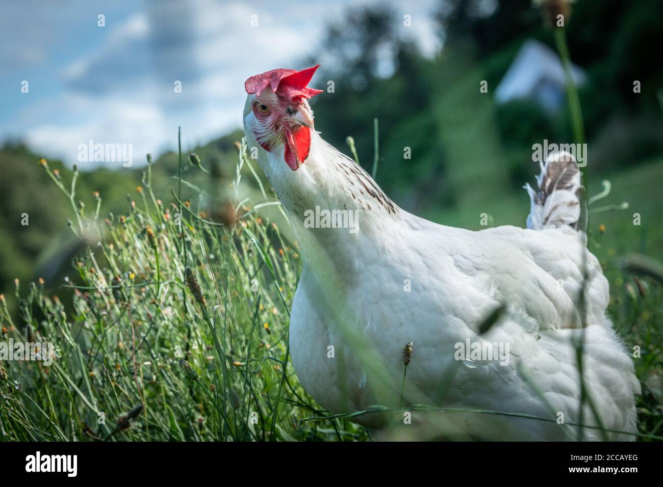 Hens feed on the traditional rural barnyard at sunny day. Detail of hen ...