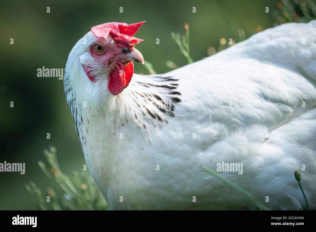 Hens feed on the traditional rural barnyard at sunny day. Detail of hen ...