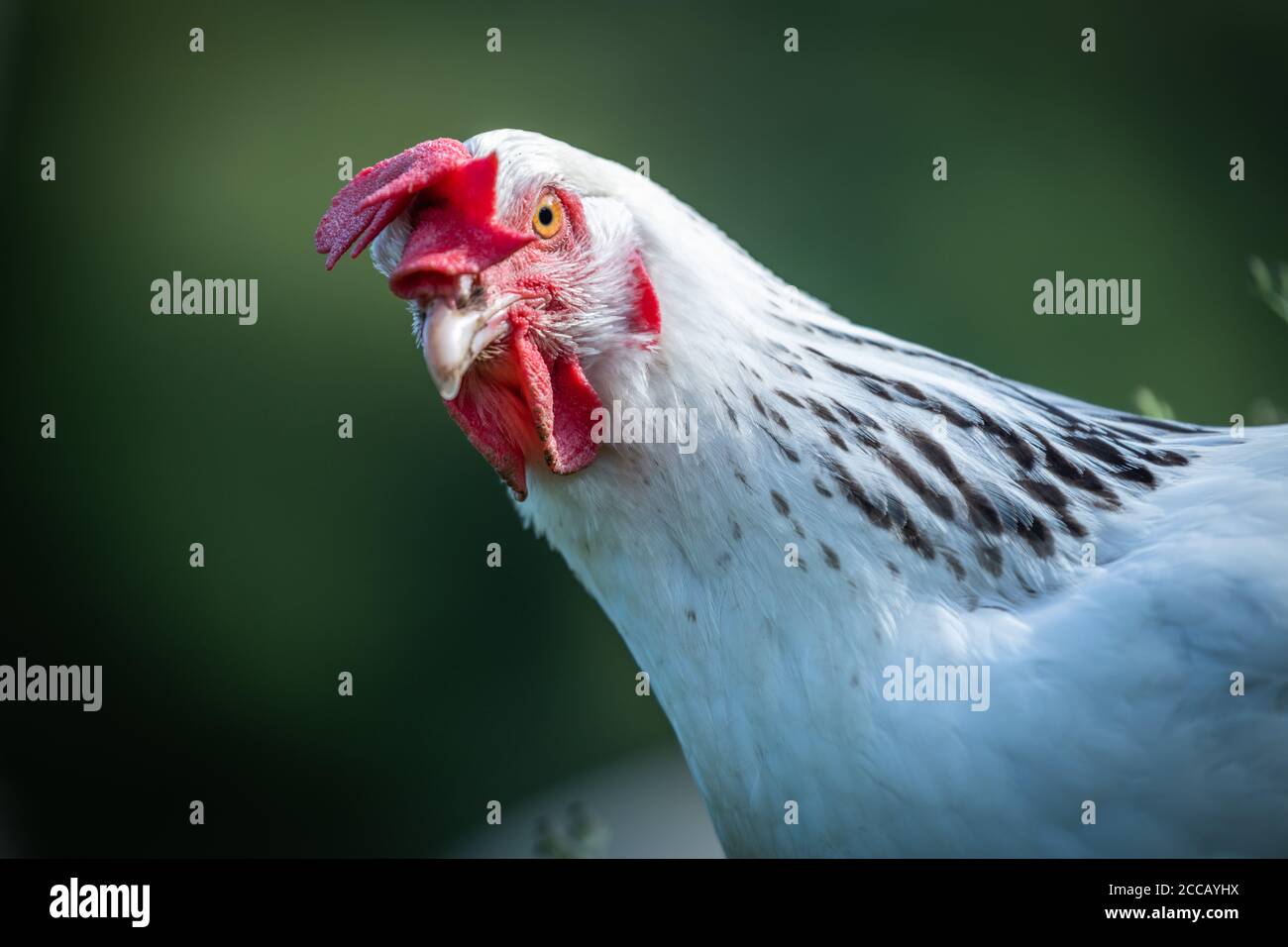 Hens feed on the traditional rural barnyard at sunny day. Detail of hen ...