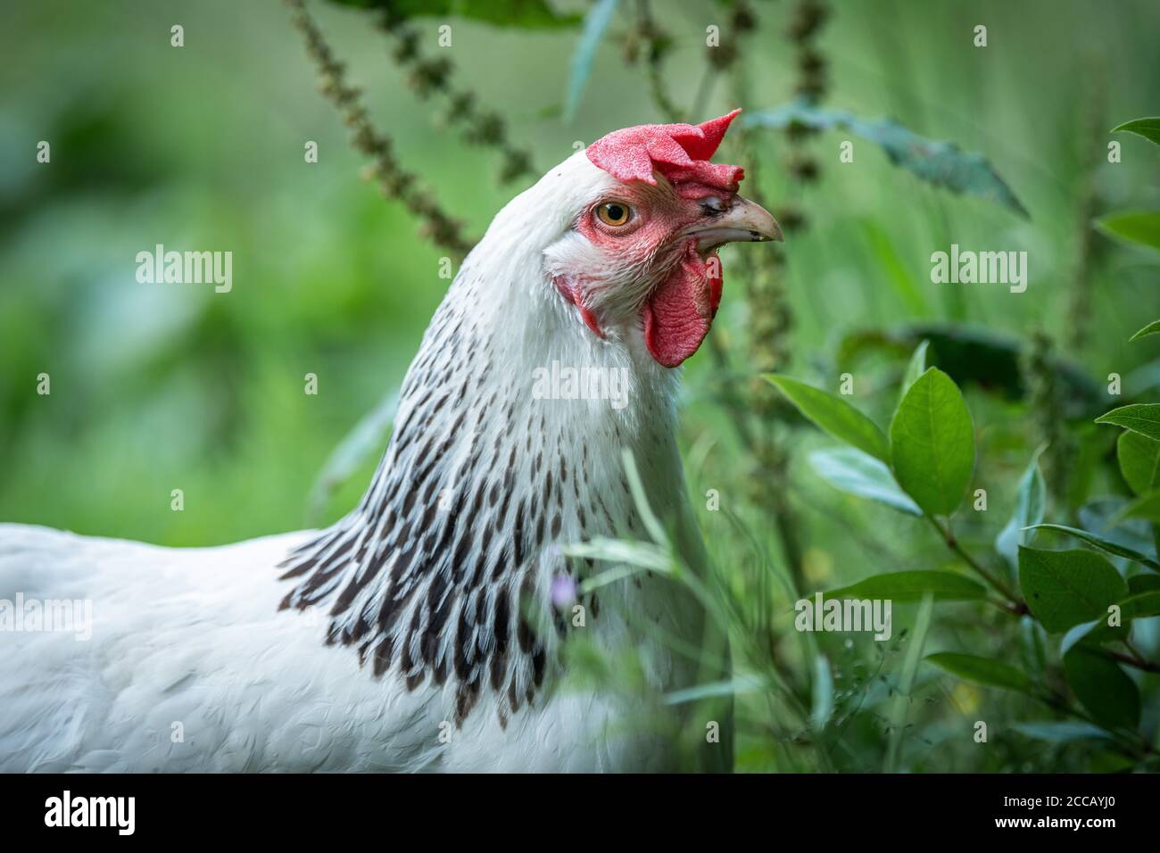 Hens feed on the traditional rural barnyard at sunny day. Detail of hen ...