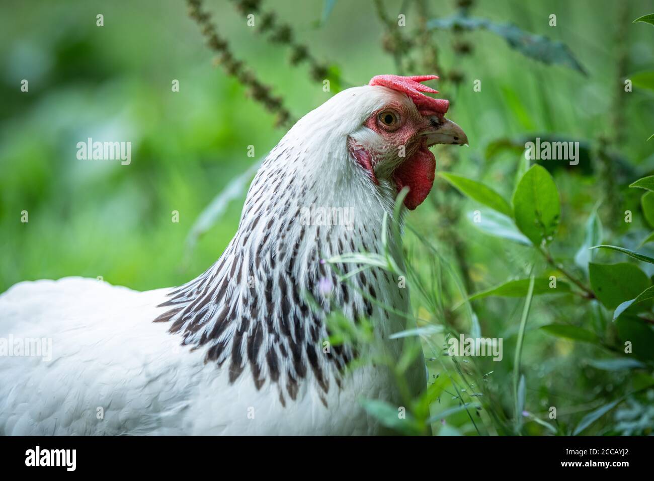Hens feed on the traditional rural barnyard at sunny day. Detail of hen ...