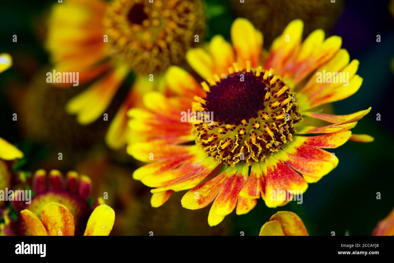 Helenium autumnale Mariachi ‘Fuego’ Stock Photo - Alamy