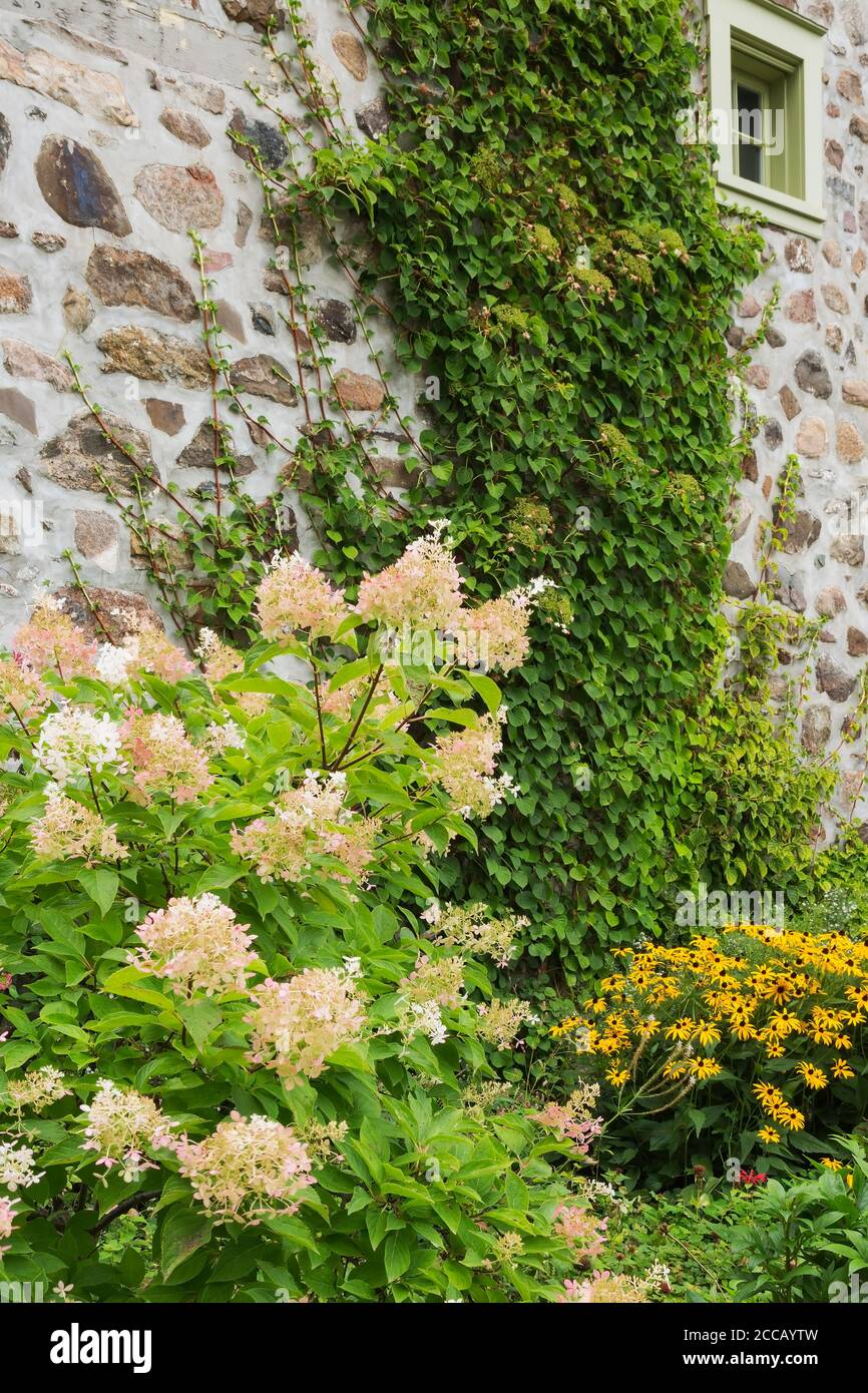 Hydrangea paniculata 'Phantom', golden yellow Rudbeckia hirta - Black ...