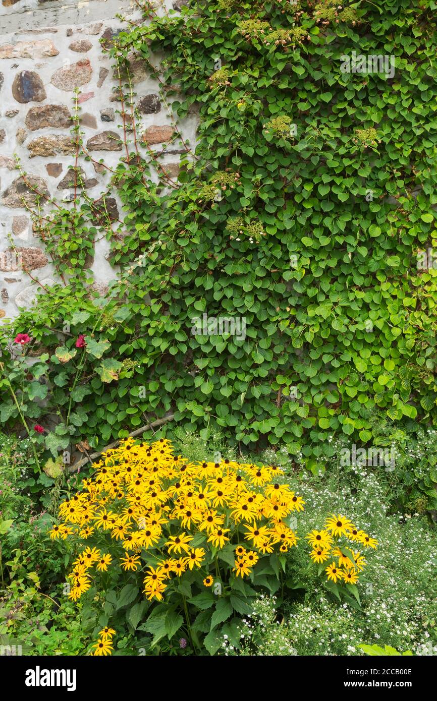 Climbing Hydrangea Hydrangea Petiolaris High Resolution Stock ...