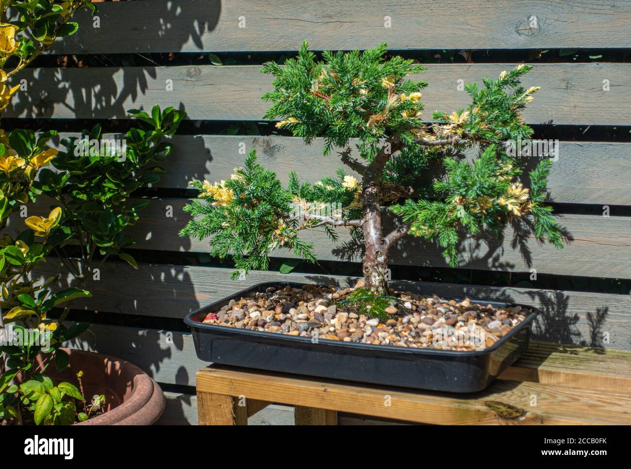 Minaiture Bonsai conifer tree in a pot outdoors Stock Photo - Alamy