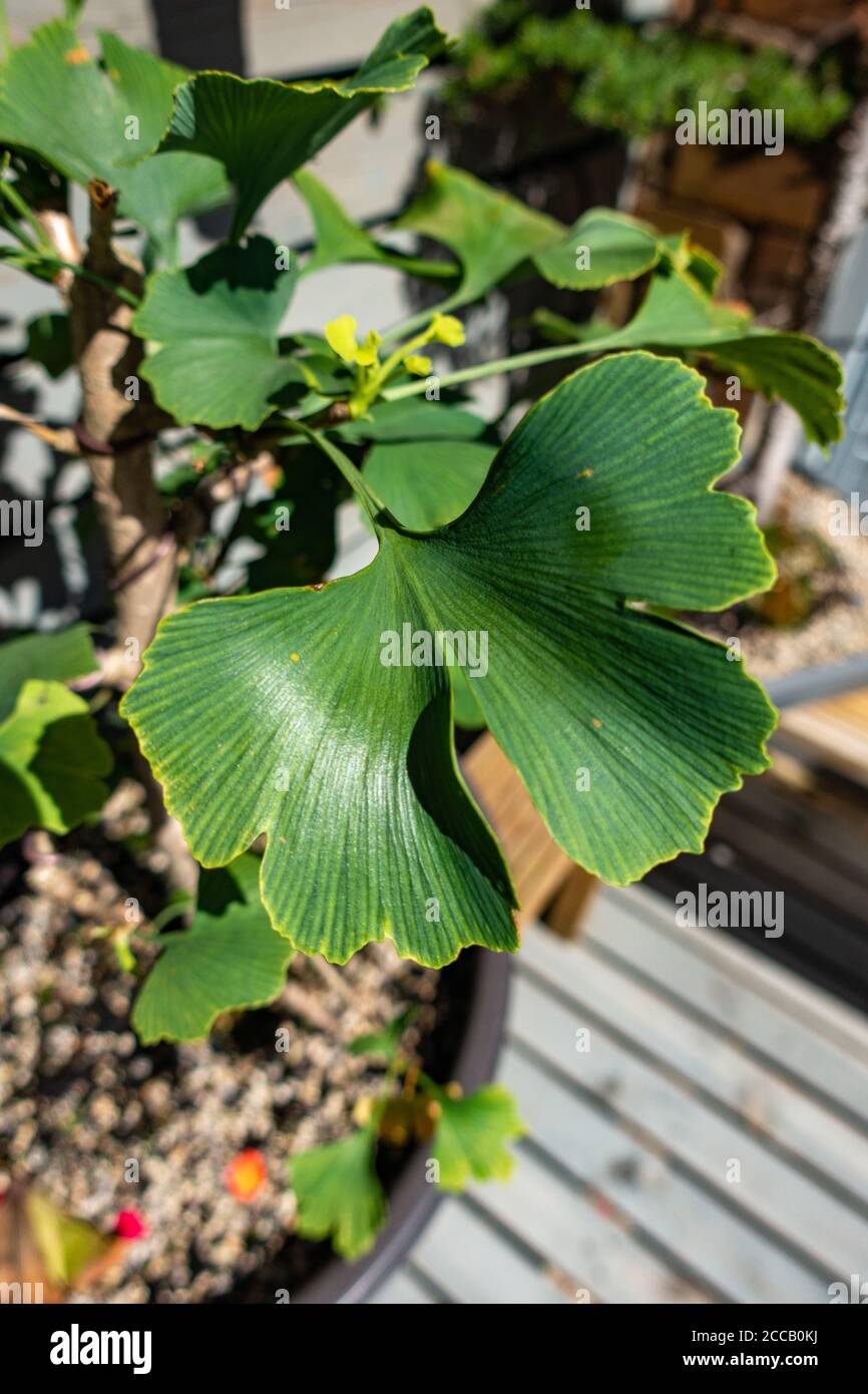 Rare gingko biloba tree hi-res stock photography and images - Alamy