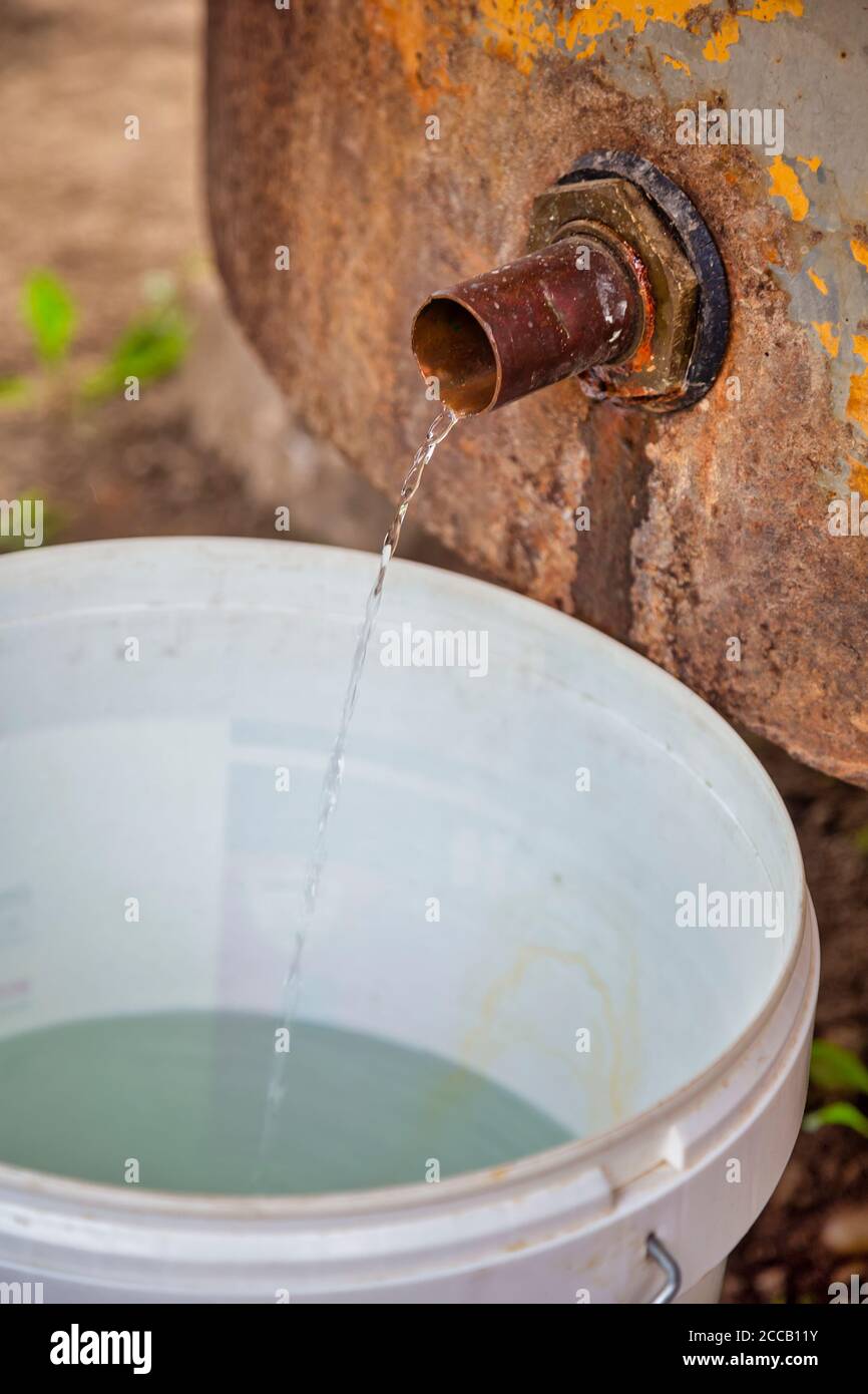 Homemade Slivovitz or Rakija (plum brandy) dripping into the bucket ...