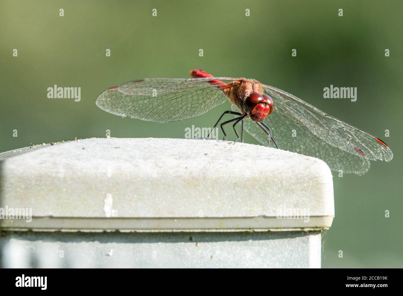 a red firefly dragonfly sits on a fence and looks into the camera Stock ...