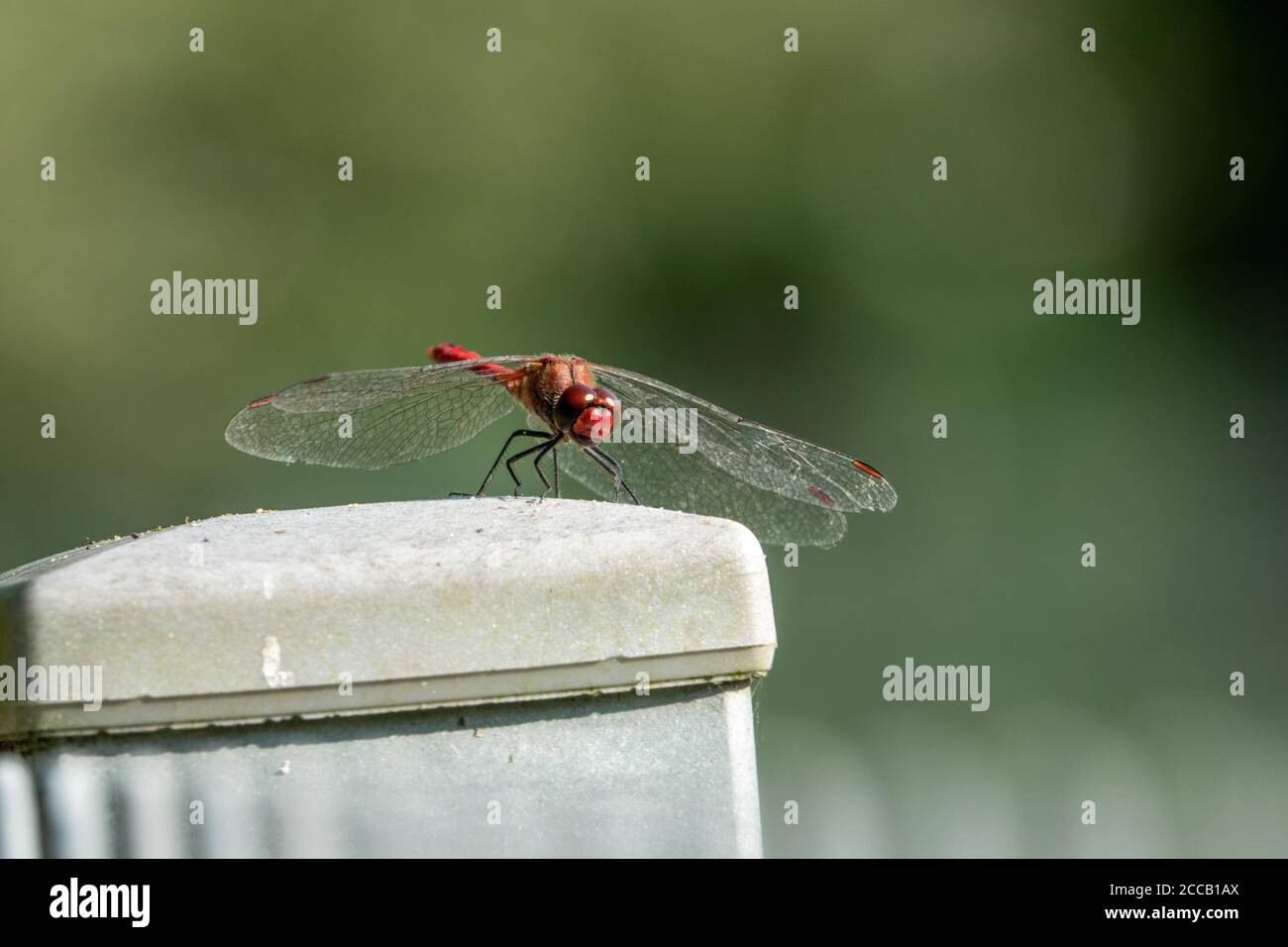 a red firefly dragonfly sits on a fence and looks into the camera Stock ...