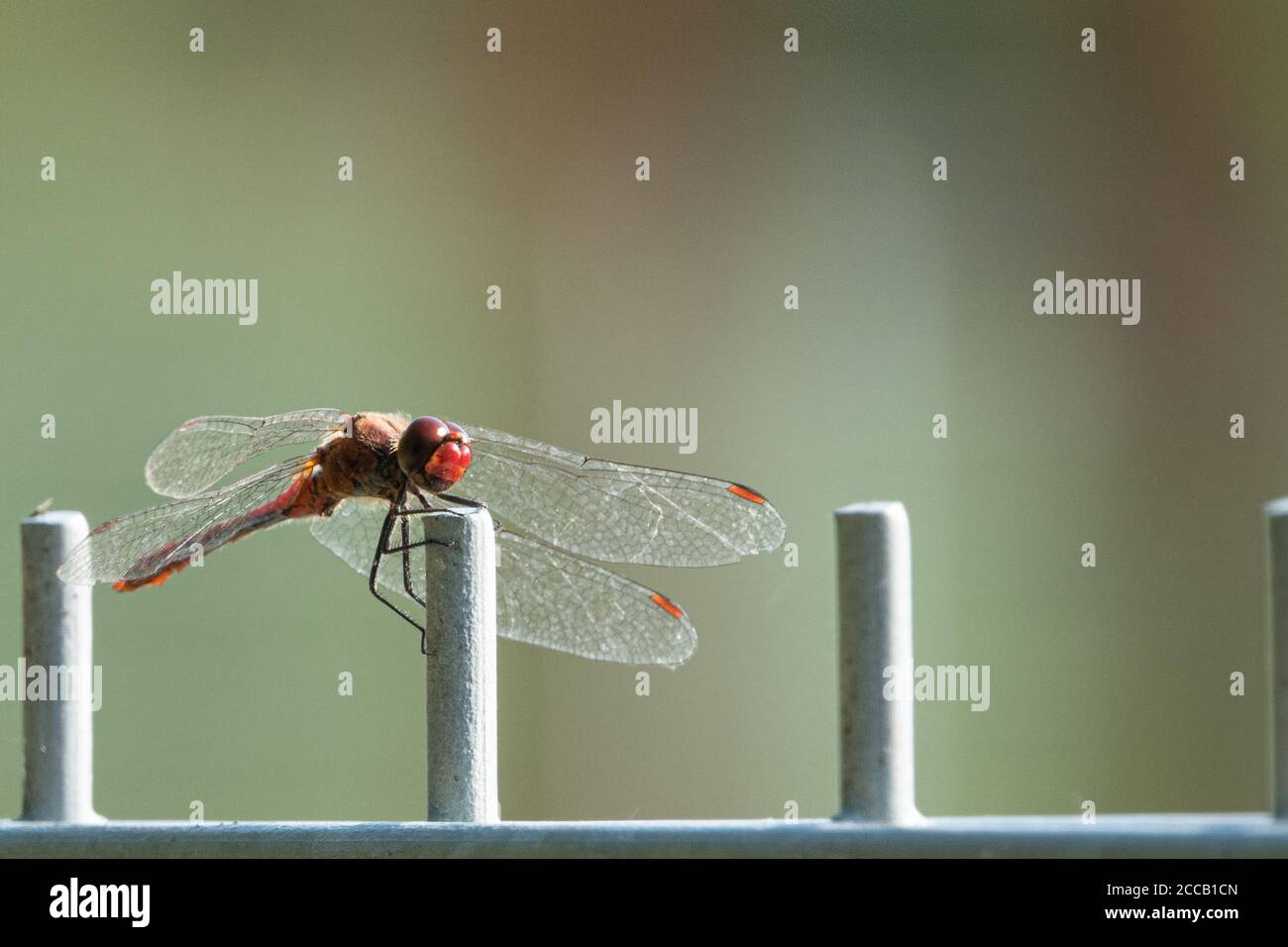 a red firefly dragonfly sits on a fence and looks into the camera Stock ...