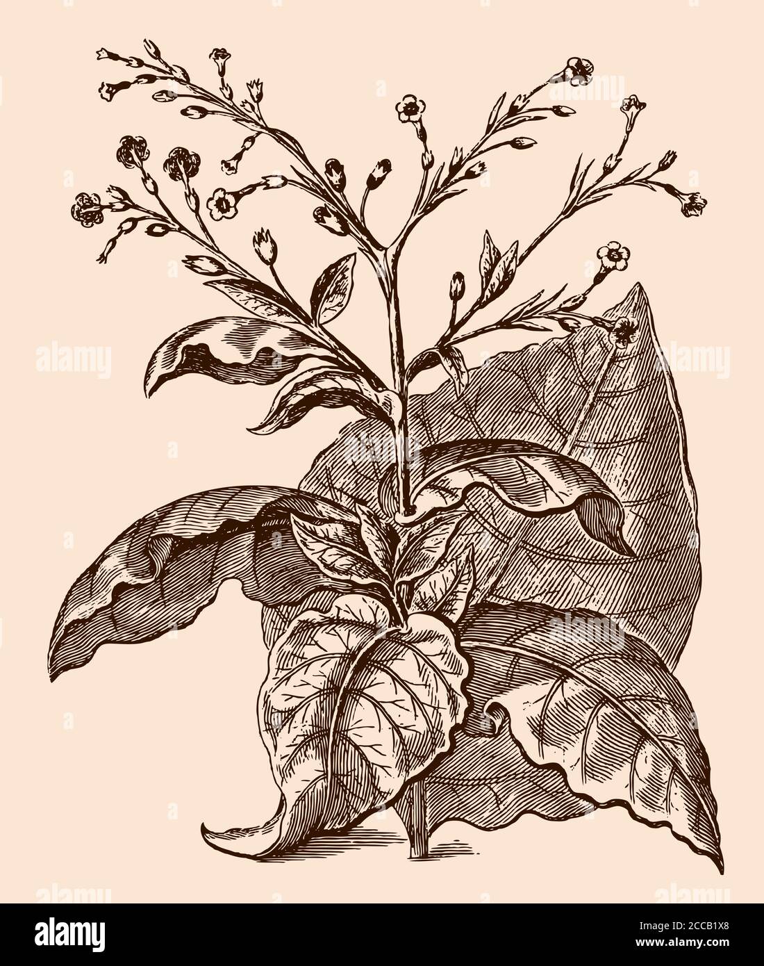 Tobacco leaves background Stock Vector Images - Alamy