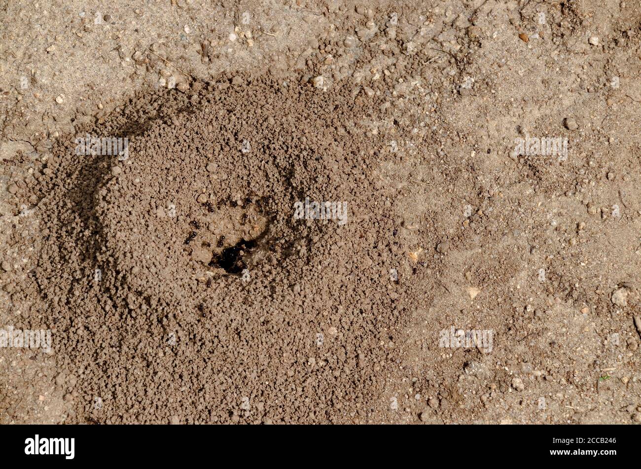 Anthill into the earth among soil and plants, ant house, mountain Plana ...