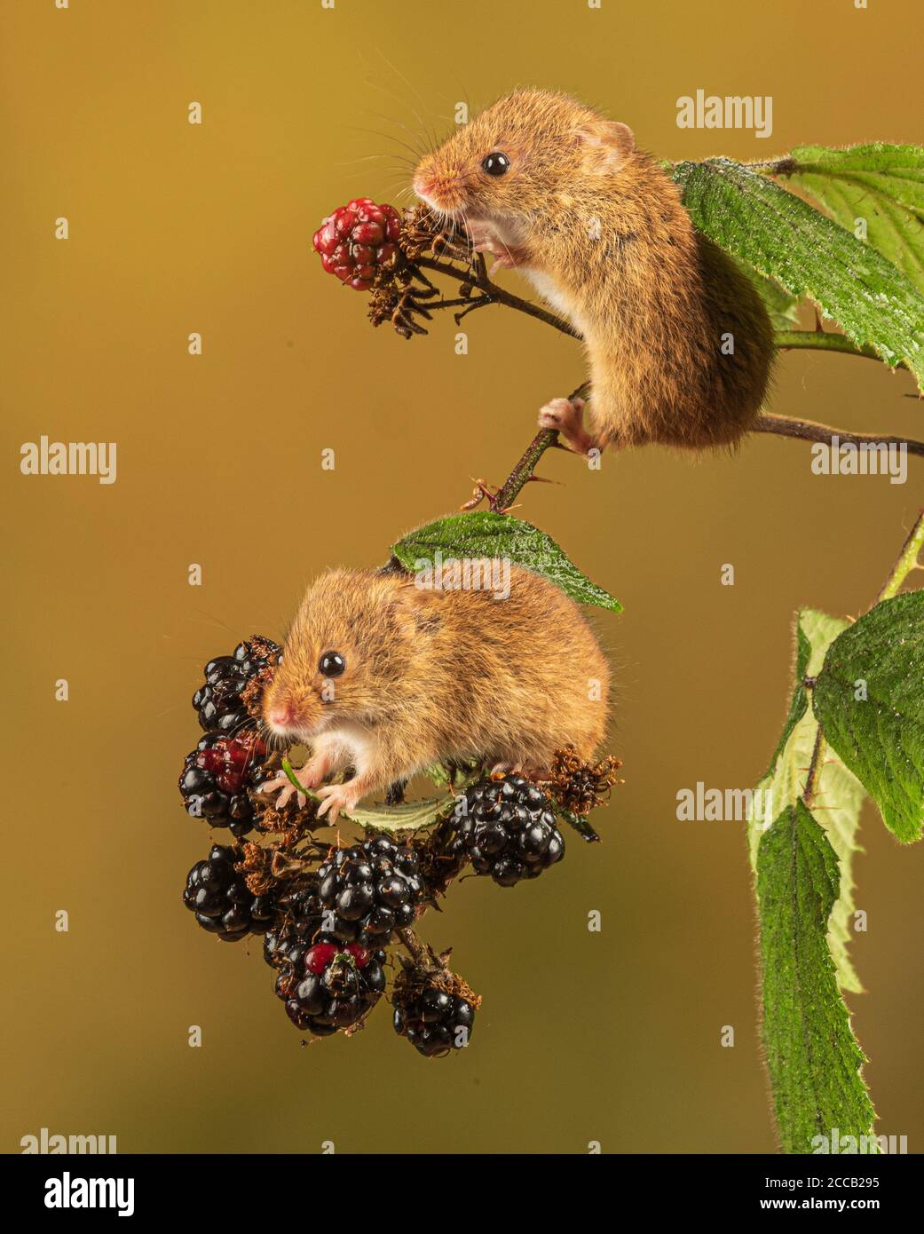 2 harvest mice hi-res stock photography and images - Alamy