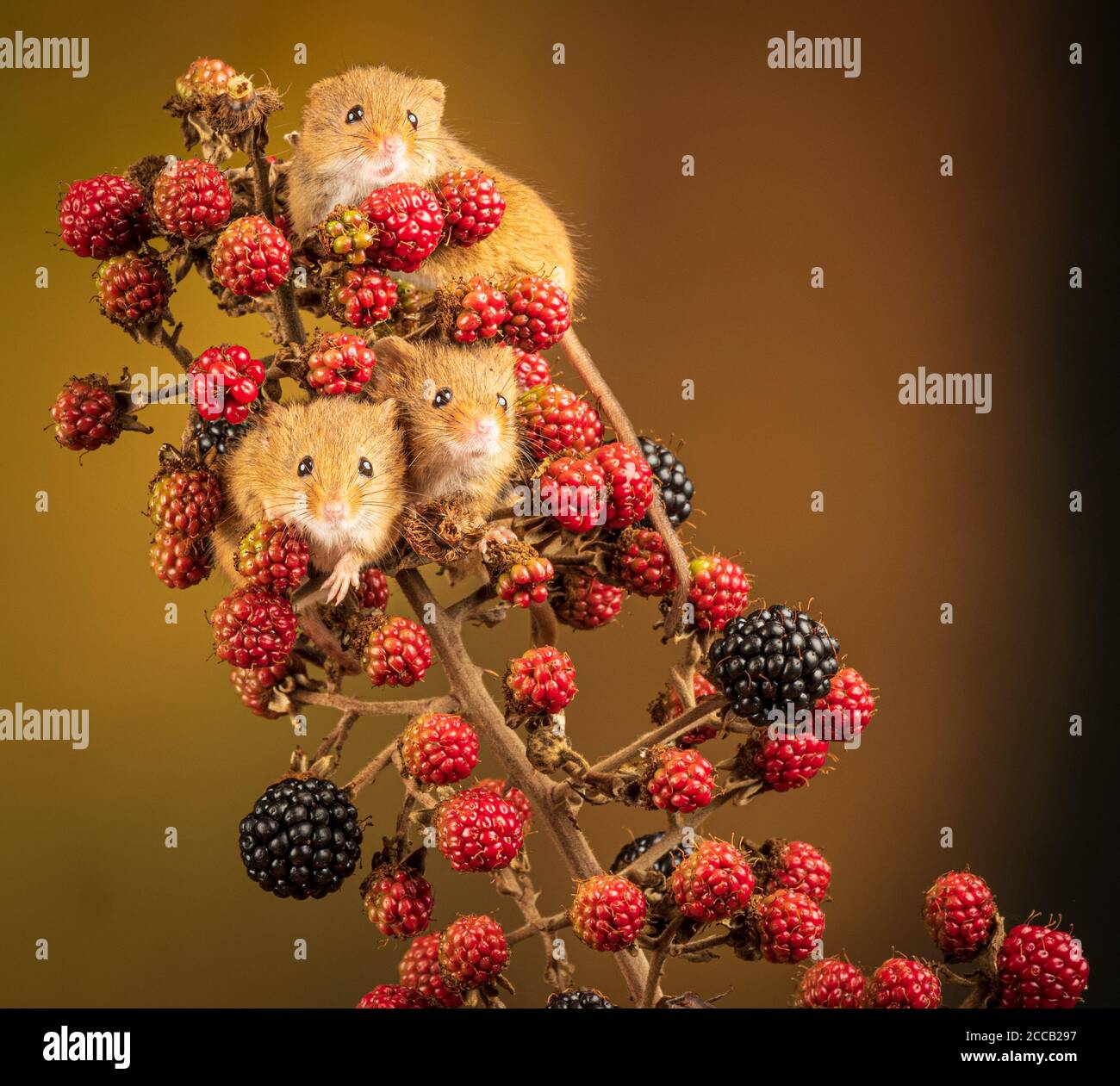 Brambles harvest mouse hi-res stock photography and images - Alamy