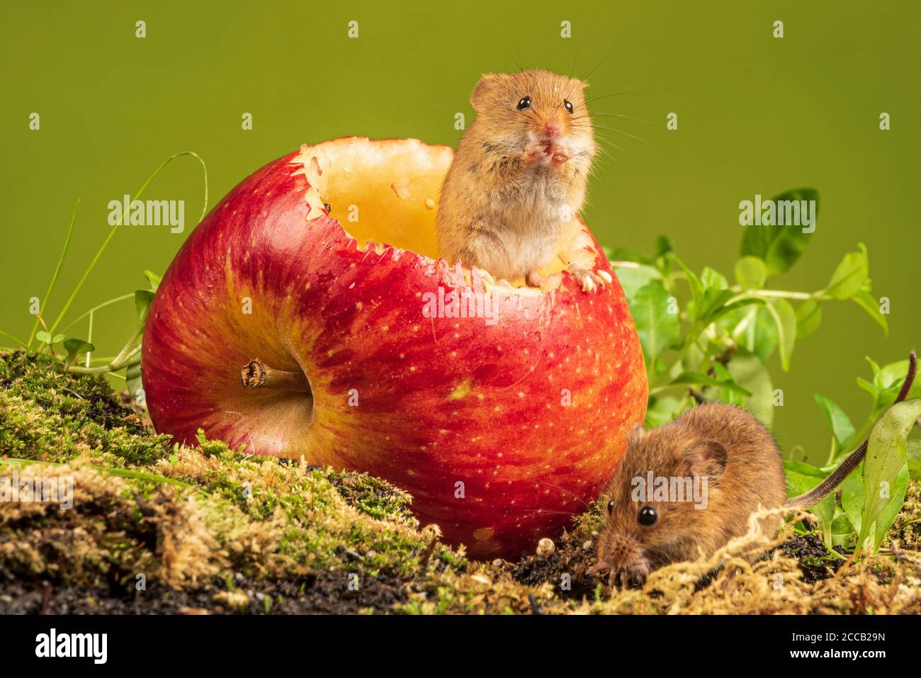 Brambles harvest mouse hi-res stock photography and images - Alamy