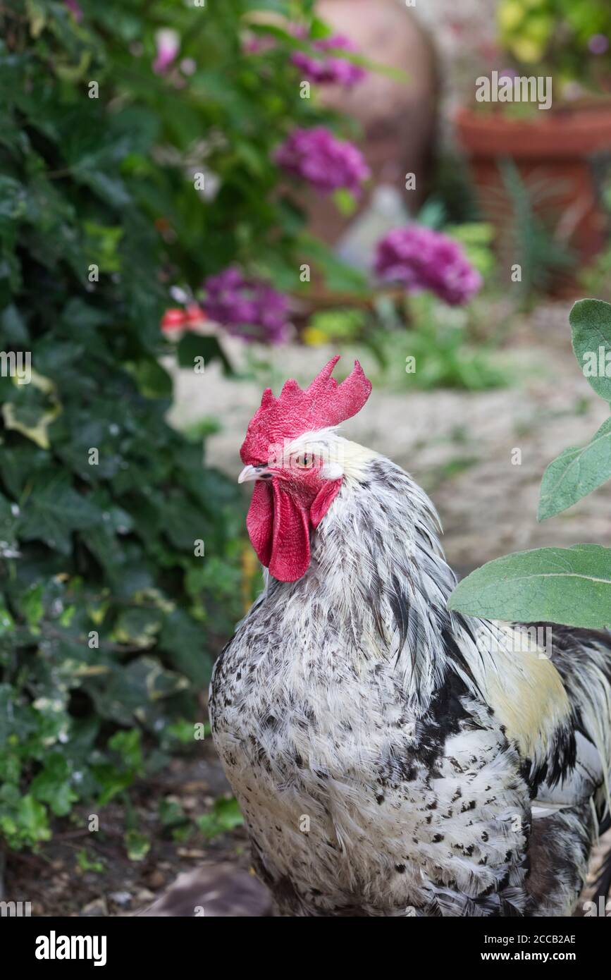 Black cockerel hi-res stock photography and images - Alamy
