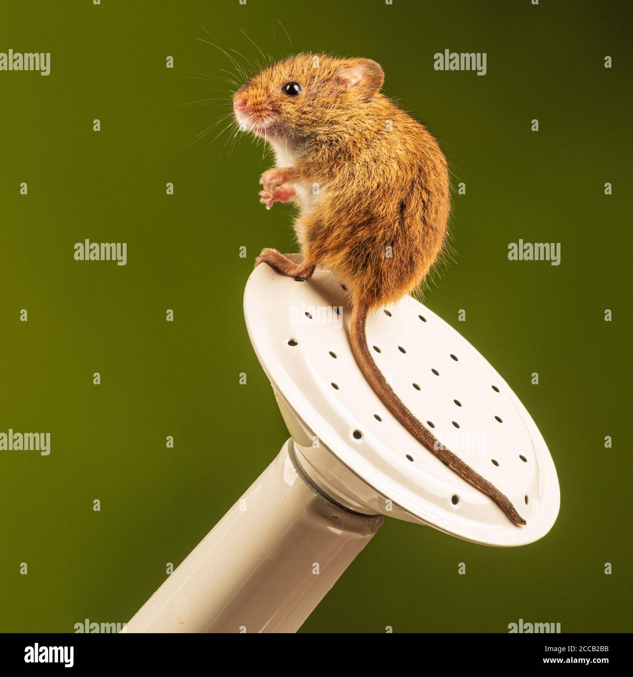 Brambles harvest mouse hi-res stock photography and images - Alamy