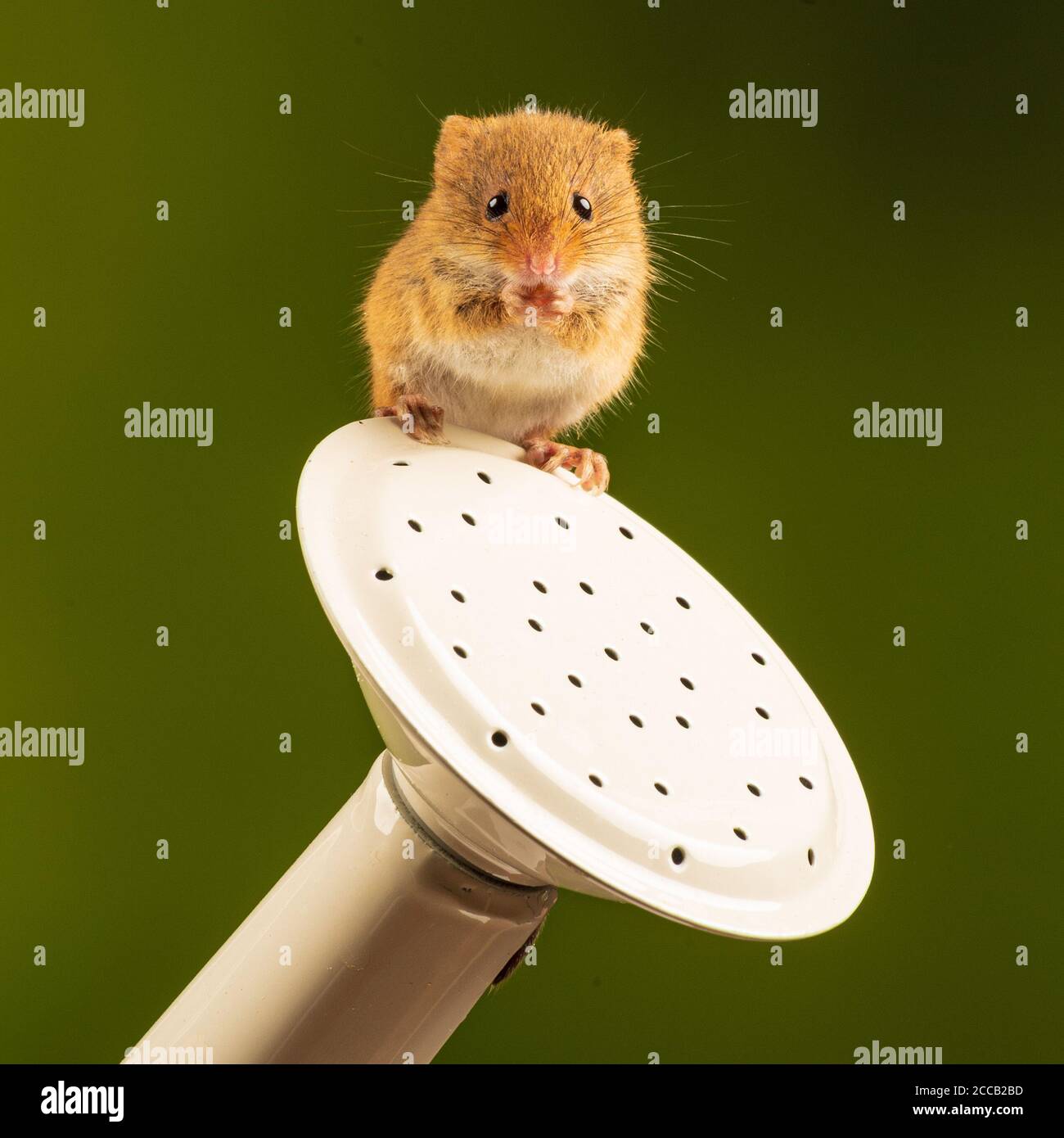 Brambles harvest mouse hi-res stock photography and images - Alamy