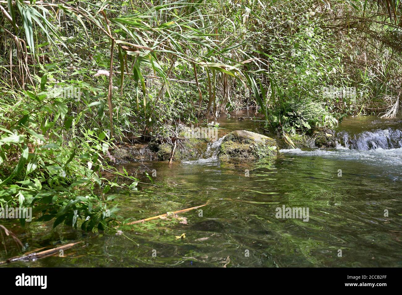 Idyllic landscape of water and vegetation, crystalline green, reeds ...