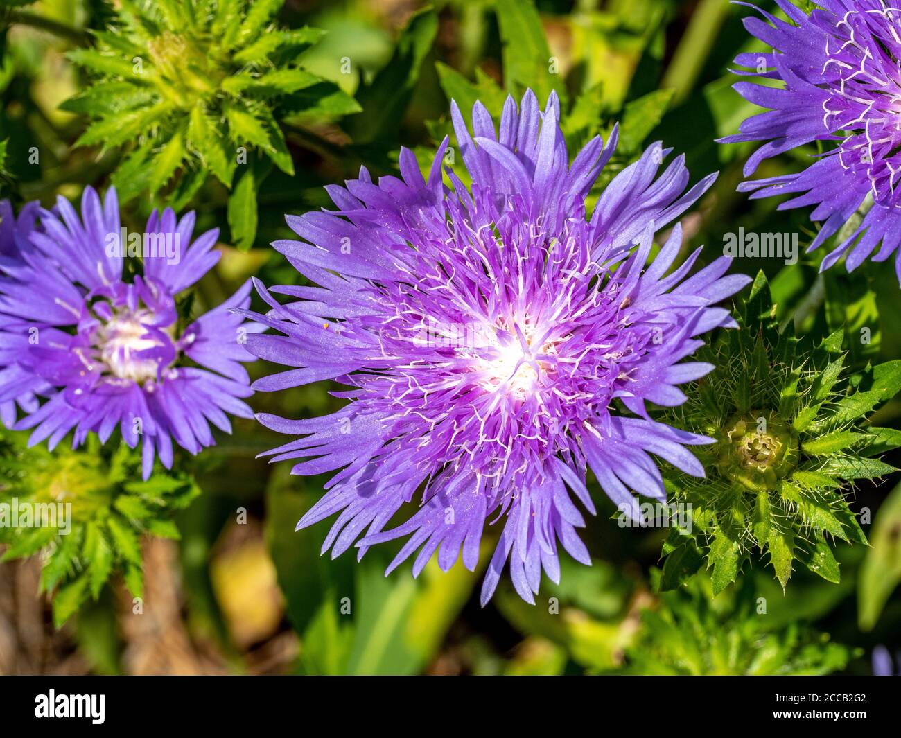 Purple cornflower aster hi-res stock photography and images - Alamy