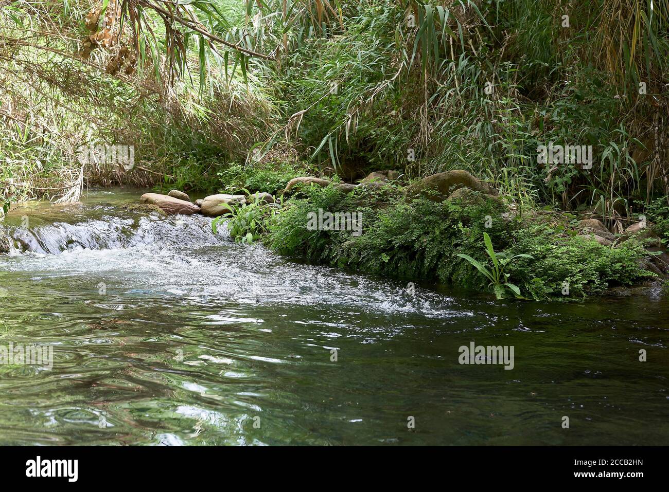 Idyllic landscape of water and vegetation, crystalline green, reeds ...